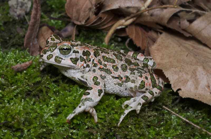 European Green Toad Bufotes Viridis Wandering on Moss in an it Stock ...
