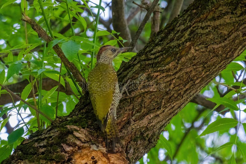 European Green Woodpecker Perching in a Tree Stock Photo - Image of ...