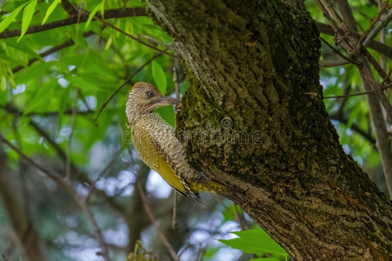 European Green Woodpecker Perching in a Tree Stock Image - Image of ...