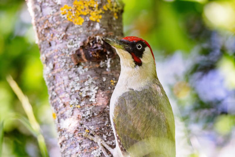 European Green Woodpecker Picus Viridis Stock Image - Image of grey ...