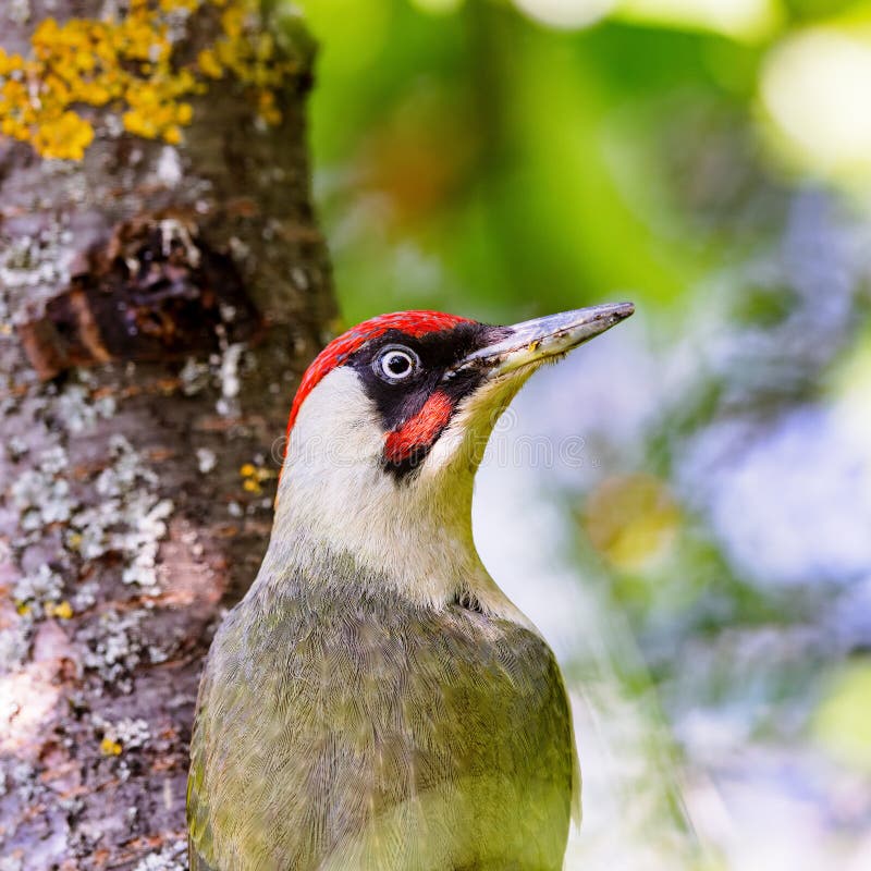 European Green Woodpecker (Picus Viridis Stock Image - Image of ...