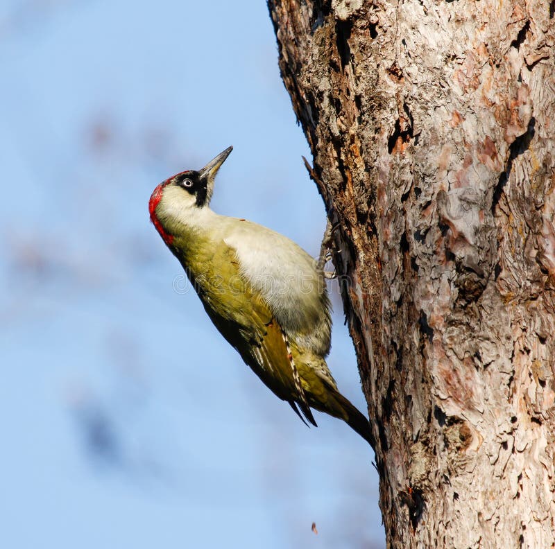 European Green Woodpecker Picus Viridis Stock Image - Image of nature ...