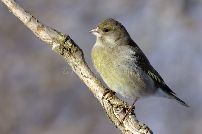 European Greenfinch stock photo. Image of greenfinch, branch - 6745958