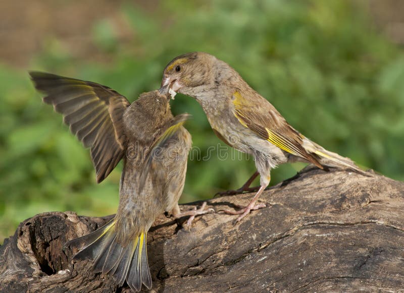 European Greenfinch (Chloris Chloris) Stock Image - Image of object ...