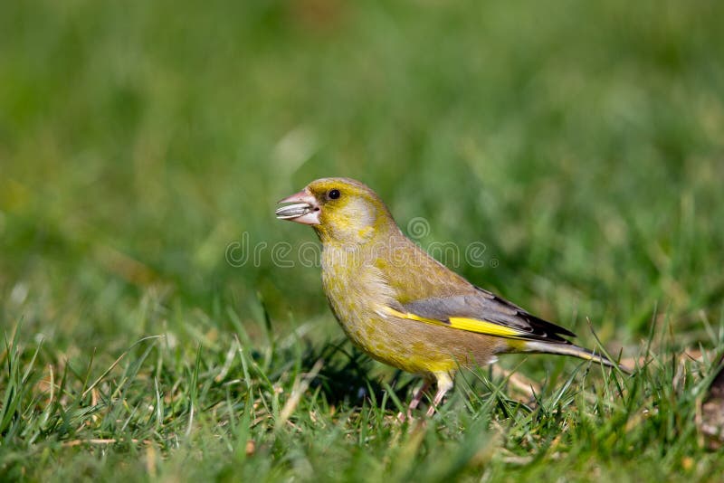 European Greenfinch Chloris Chloris Stock Photo - Image of spring ...