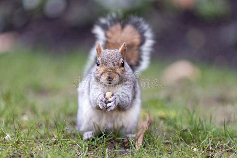 European Grey Squirrel Eating a Nut Stock Image - Image of natural ...