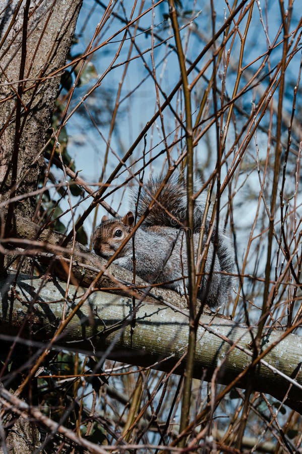 European Grey Squirrel, Sciurus Carolinensis, Hiding in between Tree ...