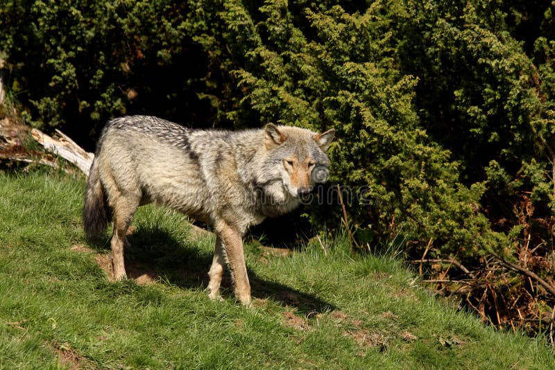 European grey wolf stock image. Image of canis, mammal - 5223183