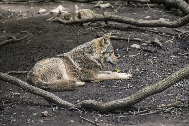 European Grey Wolf stock photo. Image of conformation - 53999938