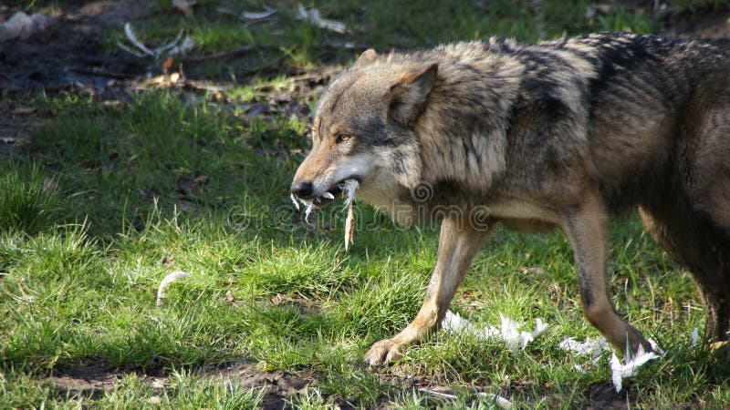 European Grey Wolf Eating Duck Stock Image - Image: 51867853