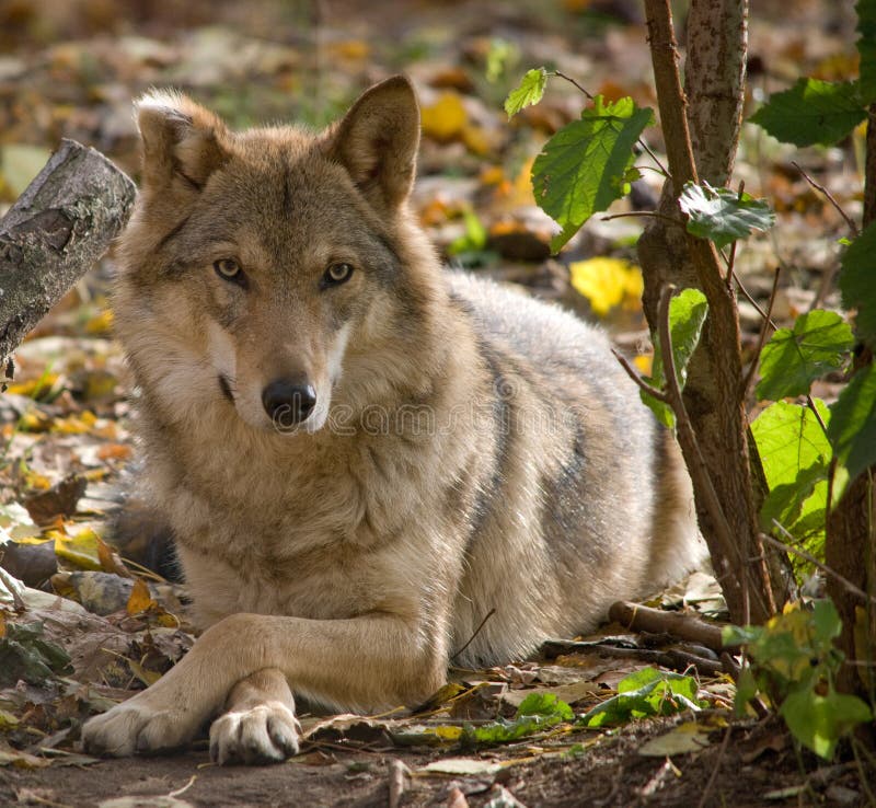 European grey wolf stock image. Image of wildlife, dangerous - 64768113