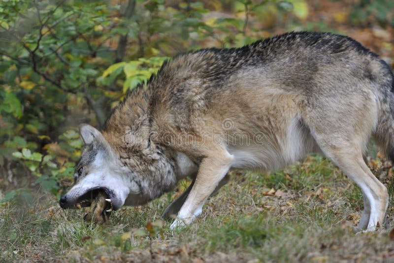 European Grey Wolf stock image. Image of wildlife, wild - 62648697
