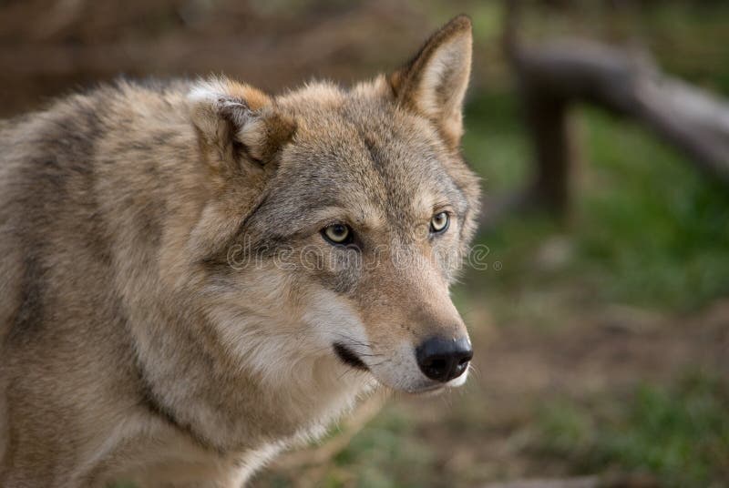 European grey wolf stock photo. Image of close, canine - 64777386
