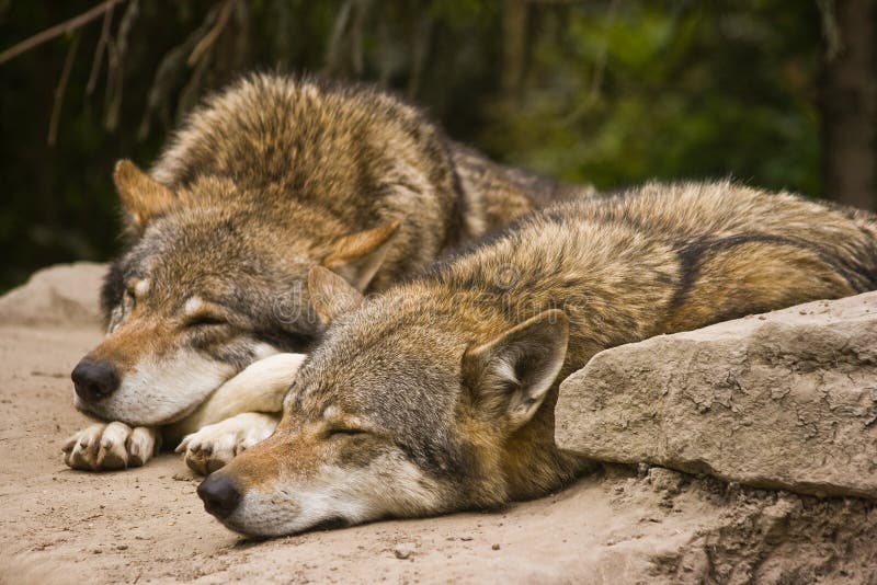 Wolves cuddling stock photo. Image of polar, animal, portrait - 51495762