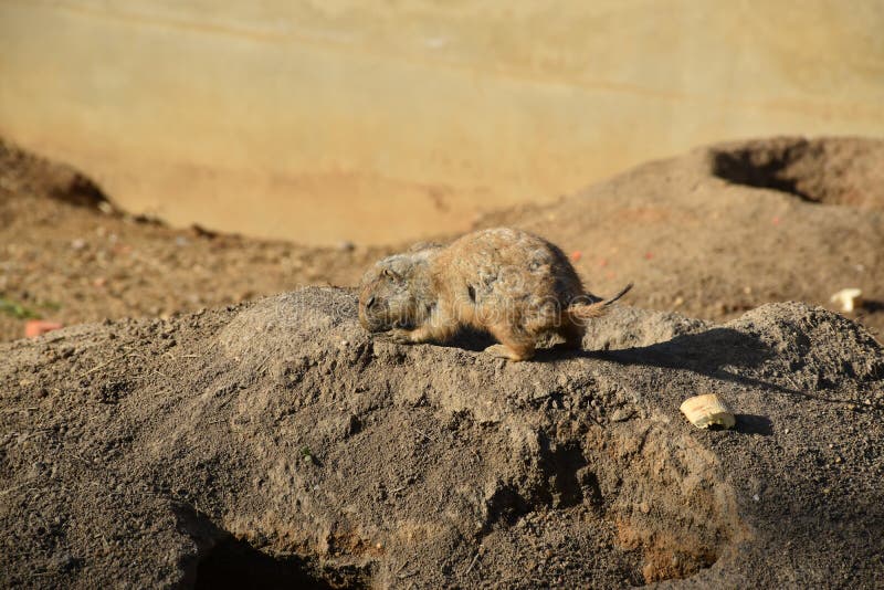 European Ground Squirrel Basking Stock Photos - Free & Royalty-Free ...