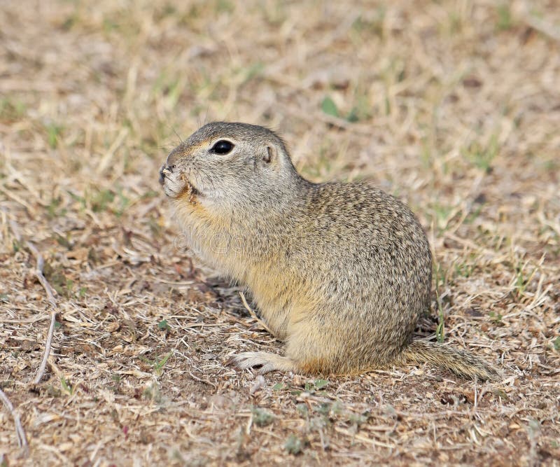 Popandau European - European Ground Squirrel - Spermophilus Citellus ...
