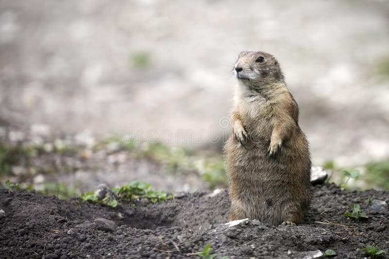 European Ground Squirrel in a Clearing Stock Photo - Image of standing ...