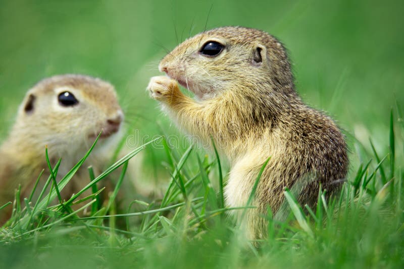 European Ground Squirrel is Eating Stock Photo - Image of ecology ...
