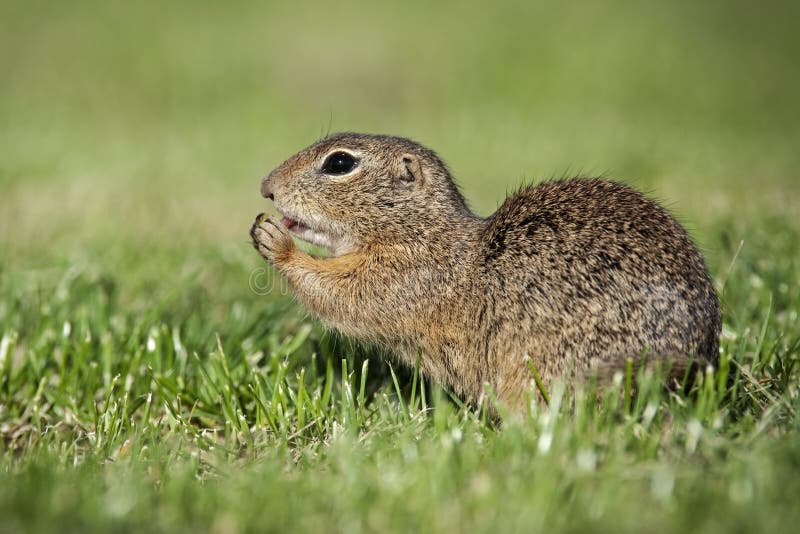 European Ground Squirrel is Eating Stock Image - Image of middle, small ...