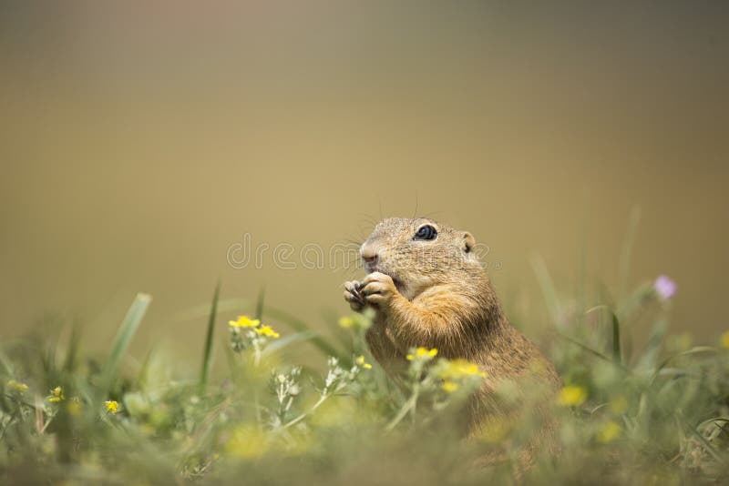 European ground squirrel stock image. Image of wildlife - 35606723