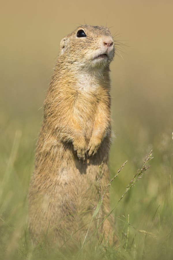 European ground squirrel stock image. Image of grass - 35607063