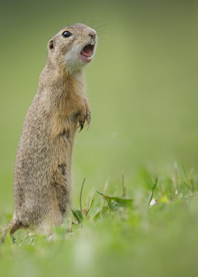European Ground Squirrel Spermophilus Citellus Stock Photo - Image of ...