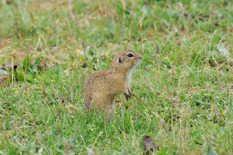 European Ground Squirrel. Spermophilus Citellus Stock Image - Image of ...