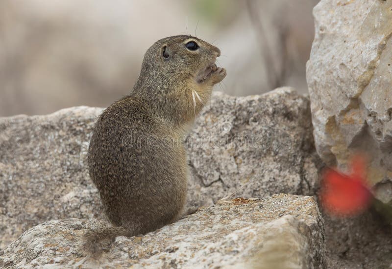 European Ground Squirrel (Spermophilus Citellus). Stock Image - Image ...