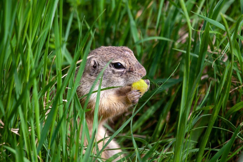 European Ground Squirrel, Spermophilus Citellus Stock Illustration ...