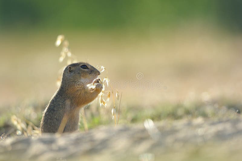 European ground squirrel stock photo. Image of mammal - 36566150