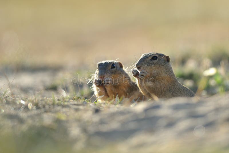 European ground squirrel stock image. Image of wild, rodent - 36566167