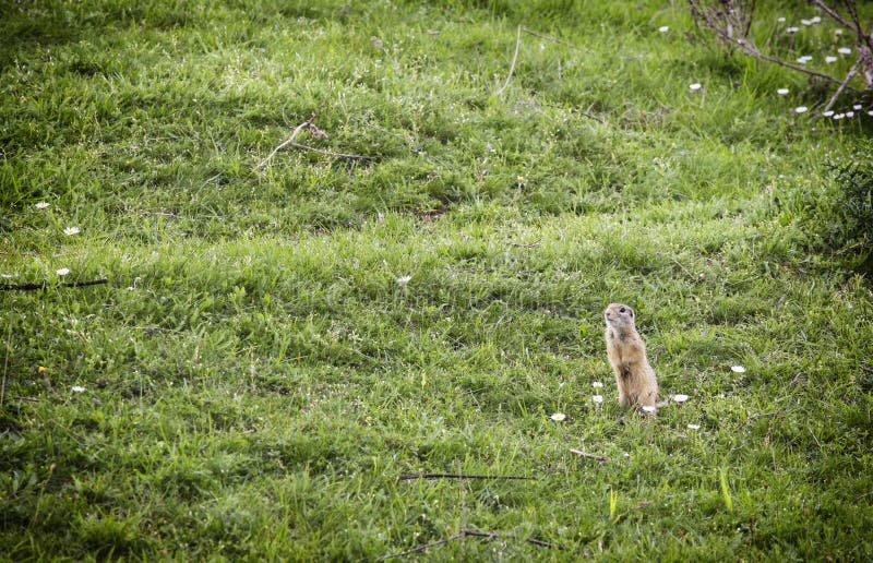 European ground squirrel stock image. Image of wild, nature - 44732645