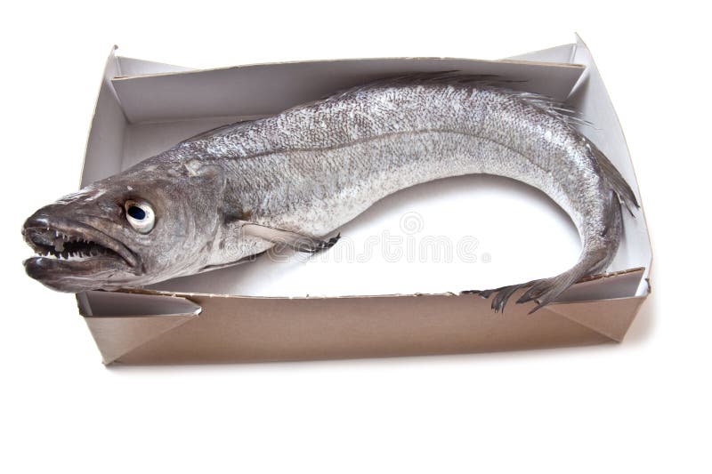 European hake fish stock photo. Image of white, teeth - 25746594