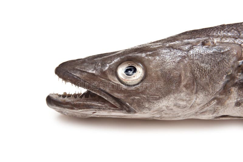285 Hake Fish Head Stock Photos - Free & Royalty-Free Stock Photos from ...
