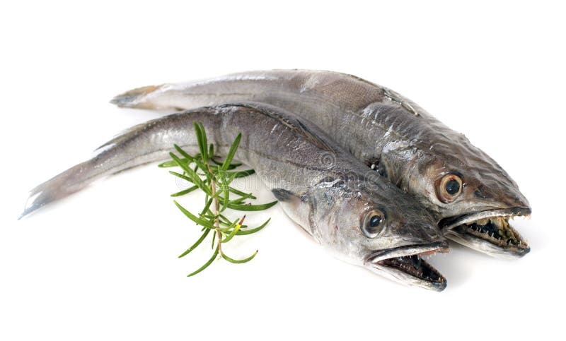 European Hake Fish Head stock photo. Image of european - 25746502