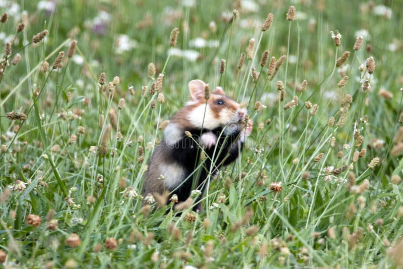 European Hamster, Cricetus Cricetus Stock Image - Image of endangered ...