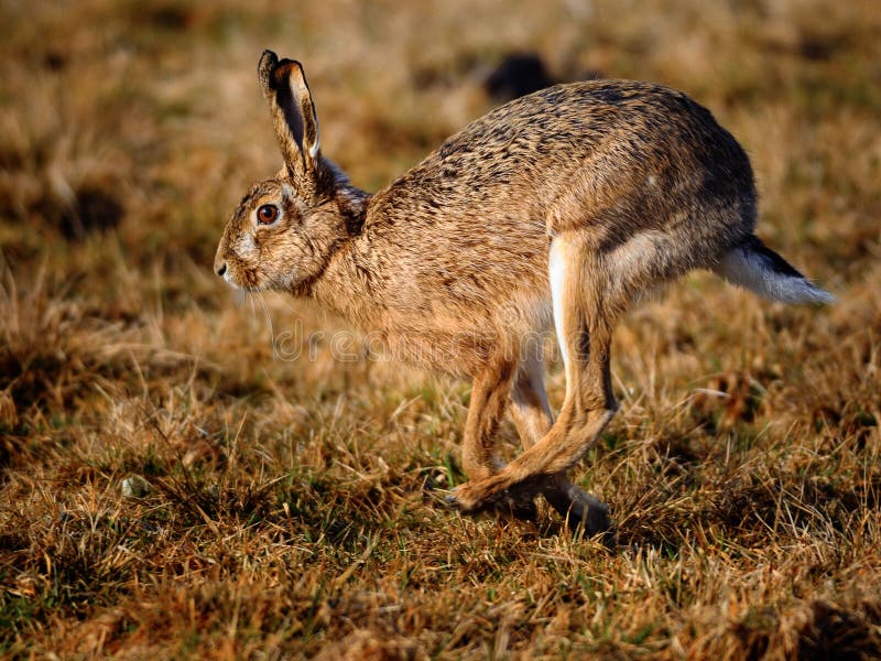 European Hare stock photo. Image of outside, outdoors - 13466928