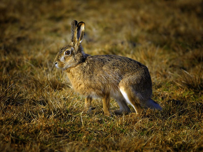 European Hare (Lepus Europaeus) in the Snow Stock Image - Image of ...