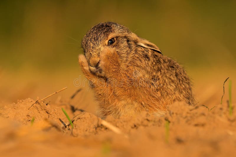 European Hare Cute Darling Young Lepus Europaeus Brown Field Meadow