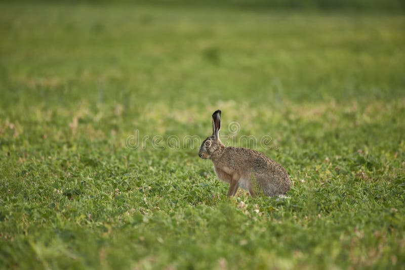 European Hare, Lepus Europaeus. Wild Rabbit on Grass Stock Image ...