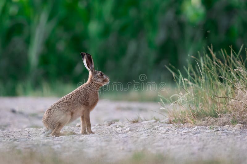 European Hare in the Meadow Stock Image - Image of hunter, portrait ...