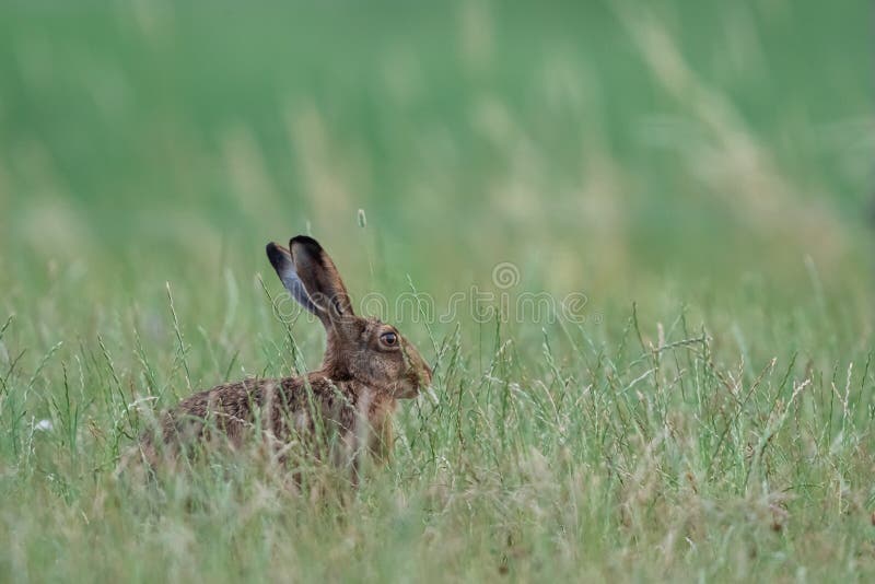 European Hare in the Meadow Stock Photo - Image of rabbit, hunter ...