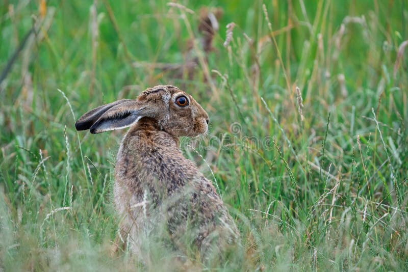 European Hare in the Meadow Stock Image - Image of grassland, lepus ...