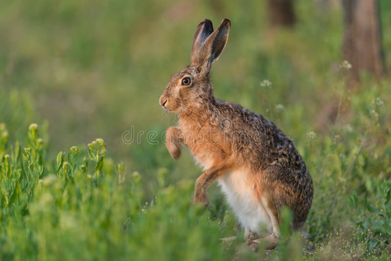March hare stock image. Image of post, bite, bavaria - 25781059