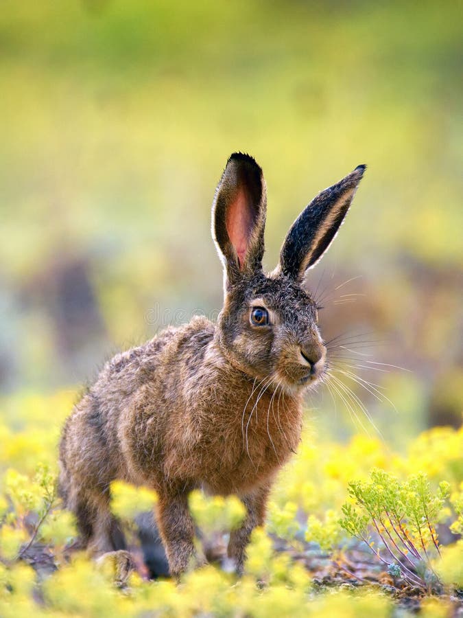 European Hare Stands in the Grass and Looking at the Camera Stock Photo ...