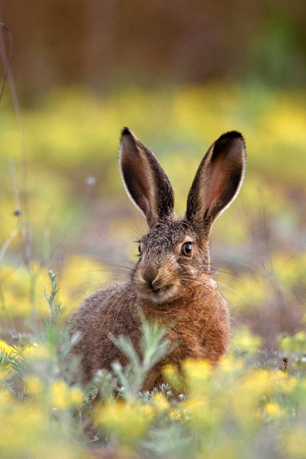 European Hare Stands in the Grass and Looking at the Camera Stock Image ...