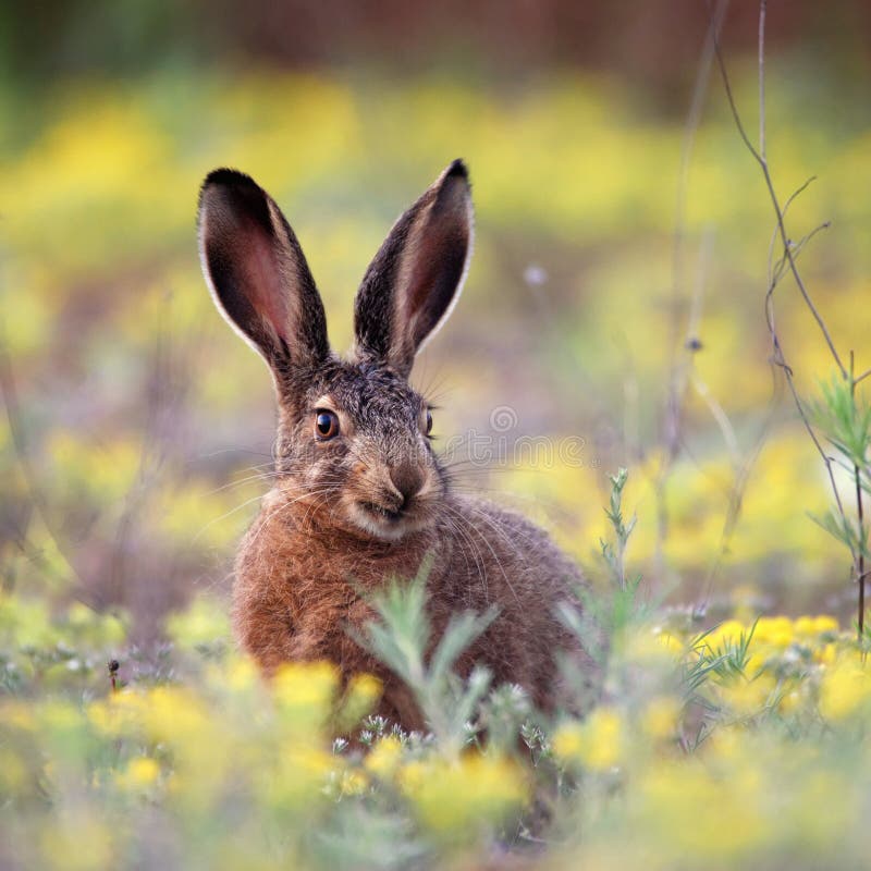 European Hare Stands on the Grass on a Beautiful Evening Light Lepus ...