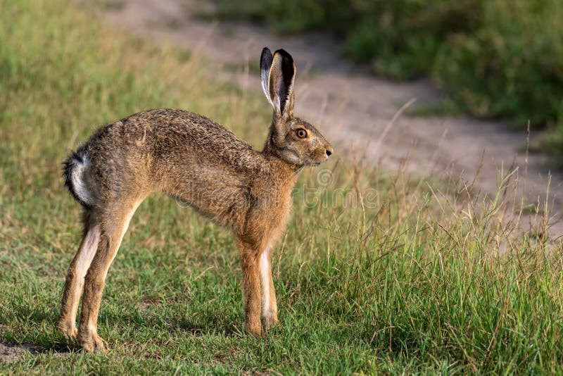 European hare stretching stock image. Image of animal - 194984327