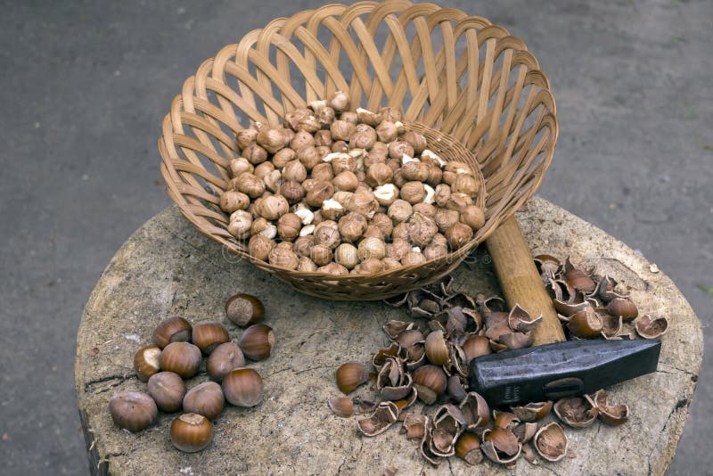 European Hazel Corylus Avellana Stock Image - Image of organic, autumn ...