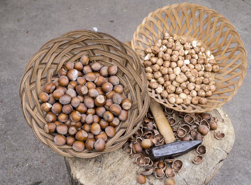 European Hazel Corylus Avellana, Stock Photo - Image of garden, tree ...